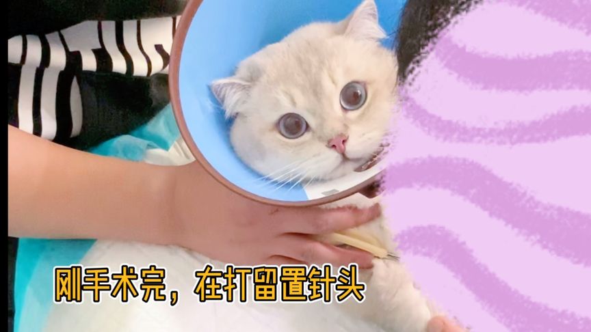 猫咪病了,刚手术完打留置针头,不吵不闹,乖得让人心疼