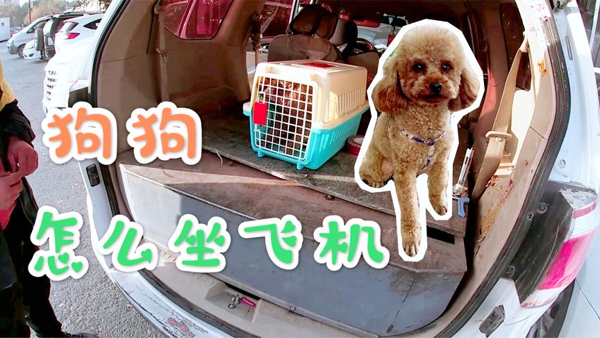 宠物狗怎么坐飞机?揭秘新疆旅行宠物托运全过程,800块钱托回家