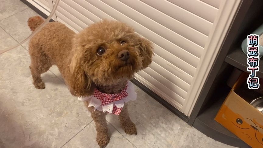 女主人输液的时候,泰迪狗会有怎样的反应?主人:没良心