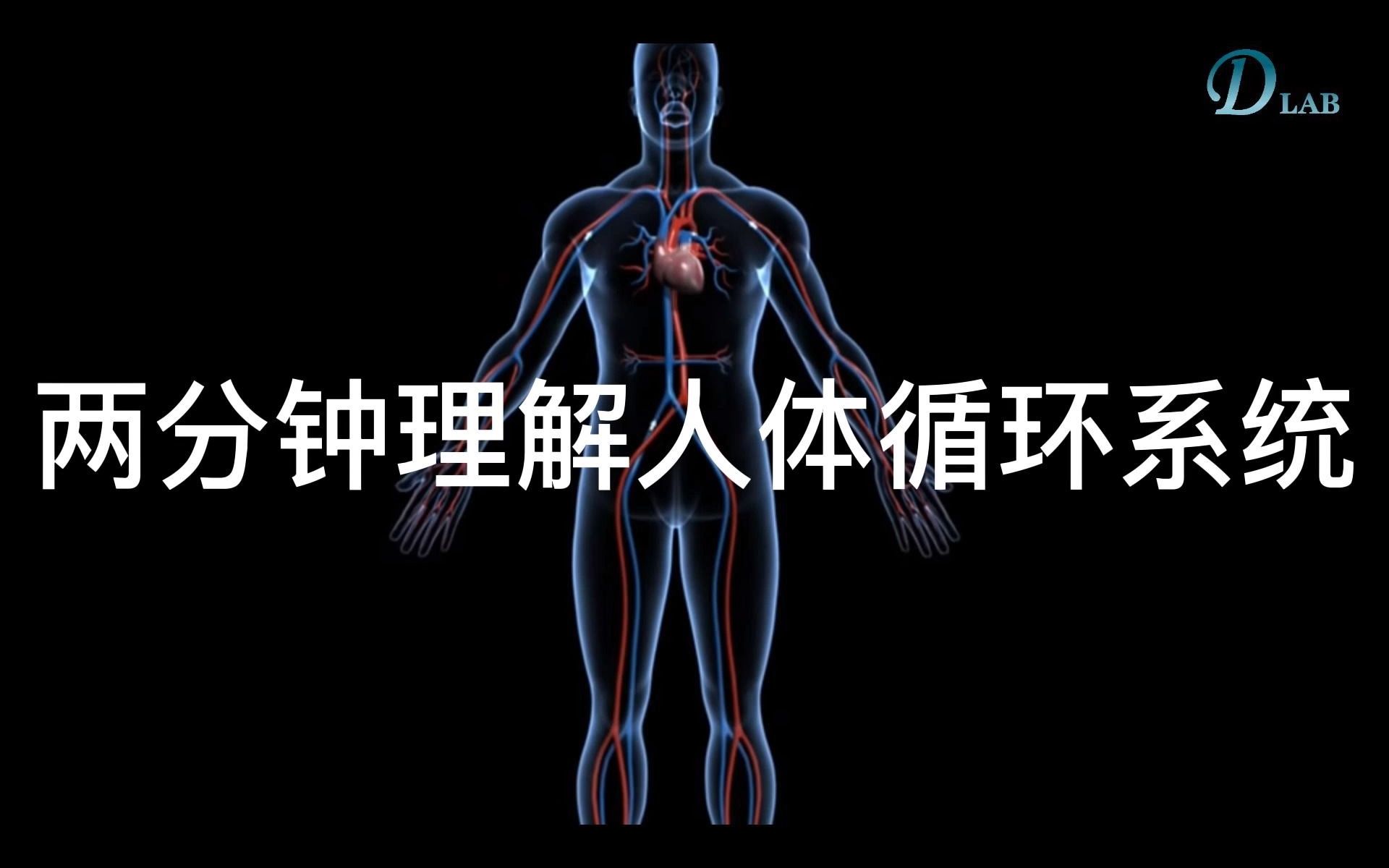 医学科普:2分钟3D医学动画演示人体的体循环系统
