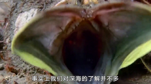 神秘生物被拍到?深海潜水员捕捉到了本不该被人发现的东西