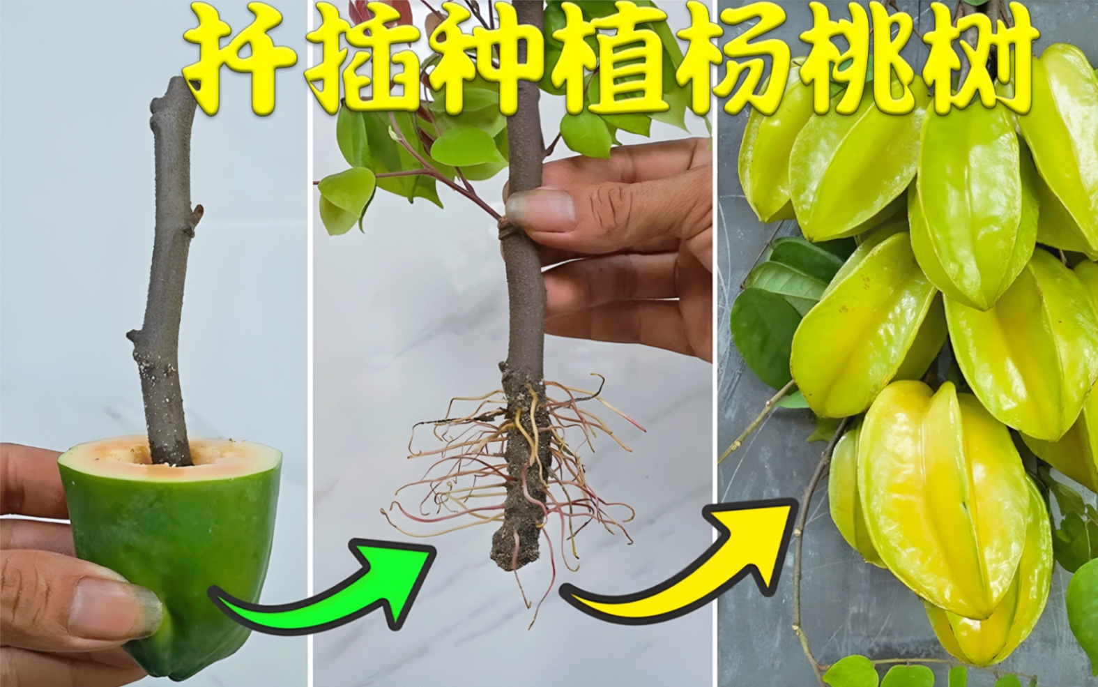 教你一个小技巧,在家快速扦插杨桃树,不仅操作简单,而且非常实用,值得...