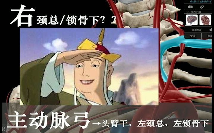 【人解三分钟】手把手识动脉1:主动脉弓的那些分支