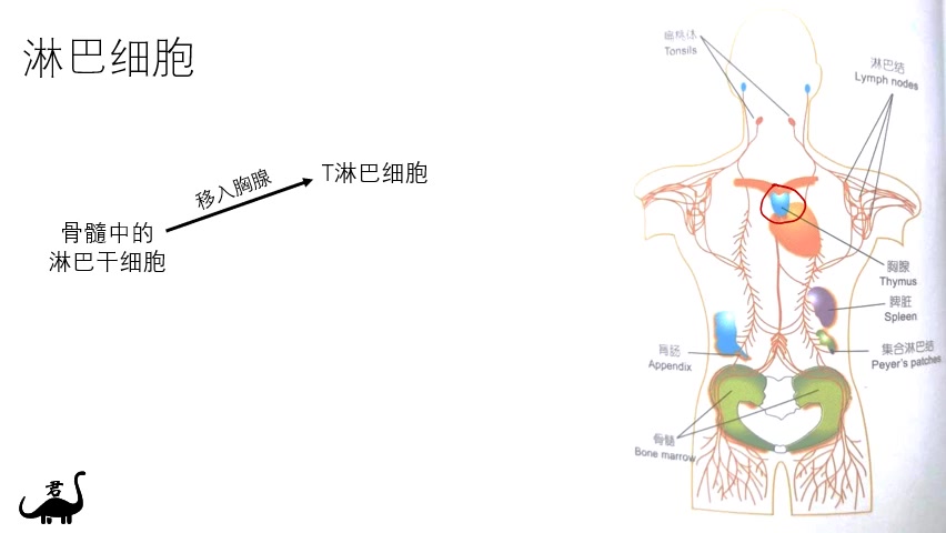 2免疫调节基础第二讲:特异性免疫
