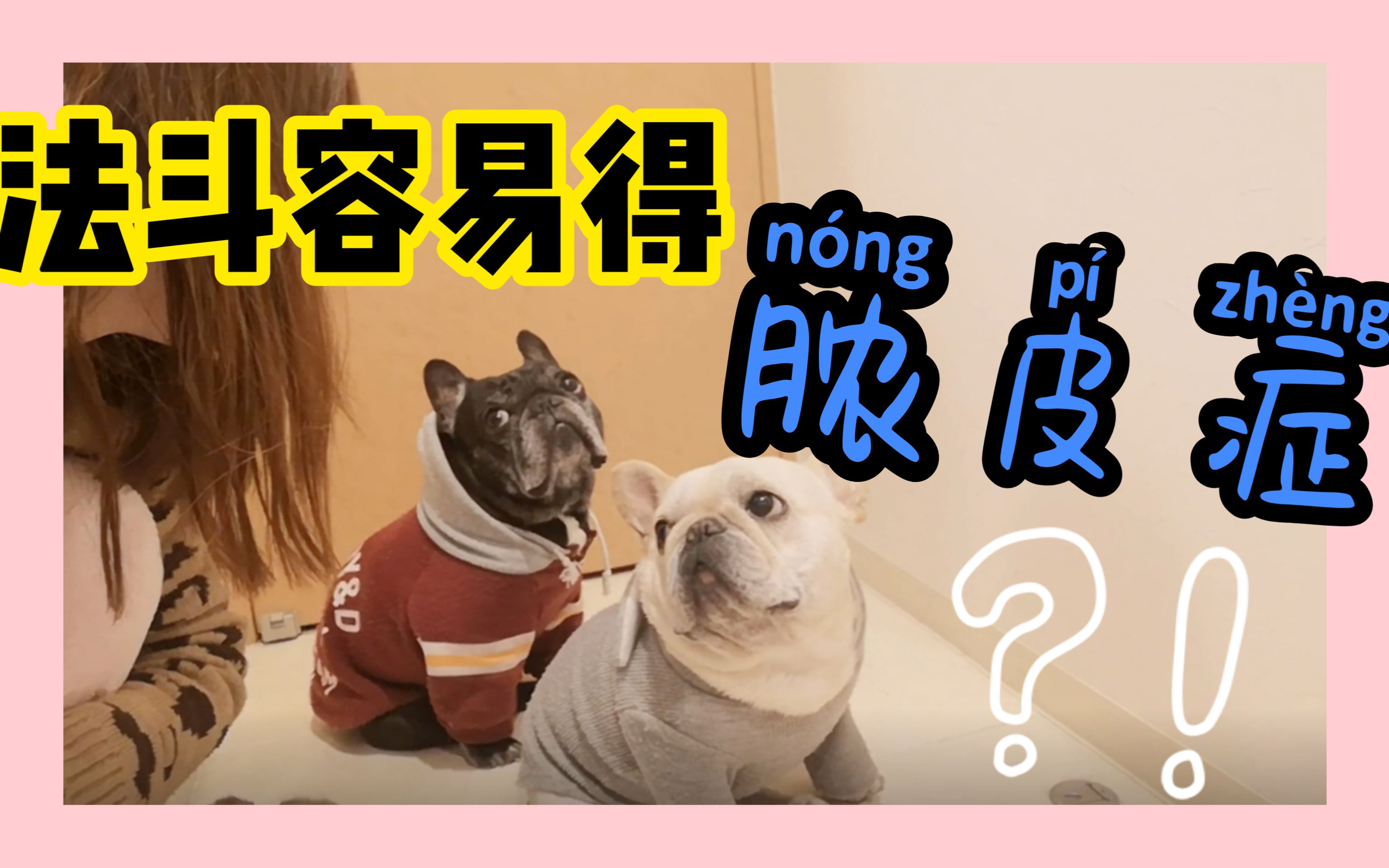 法斗皮肤病如何预防| 什么是脓皮症?【日本养宠资讯】