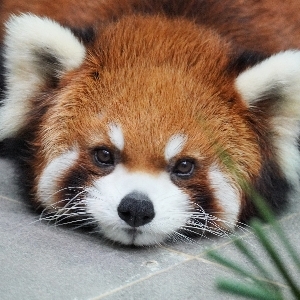 小圆是只公猫 