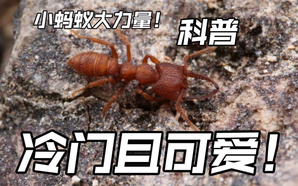 既冷门又可爱的小蚂蚁——卡米拉猛蚁(科普)