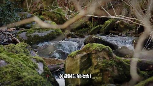 青苔指路?岩石上隐藏的指南针,户外迷路必看!