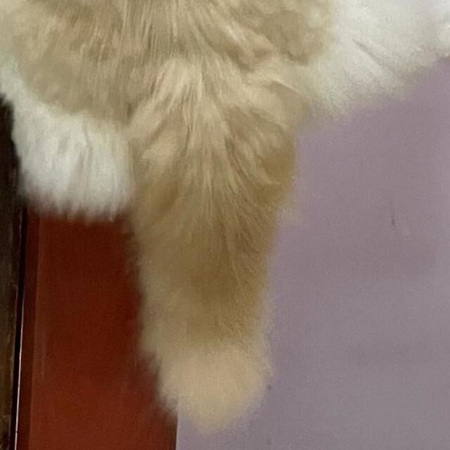 Snocn 