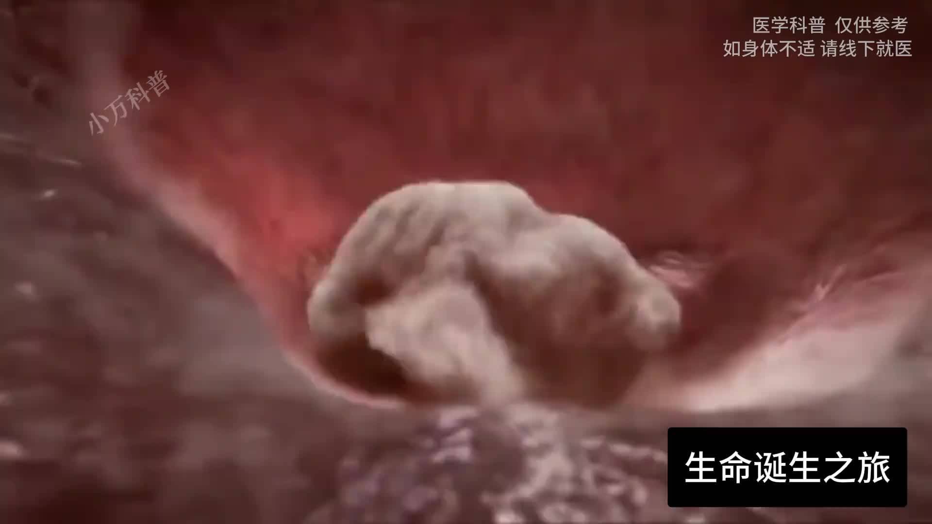 一次性生命诞生的全过程,真是太神奇了。#生命诞生的过程 #生命 #科普