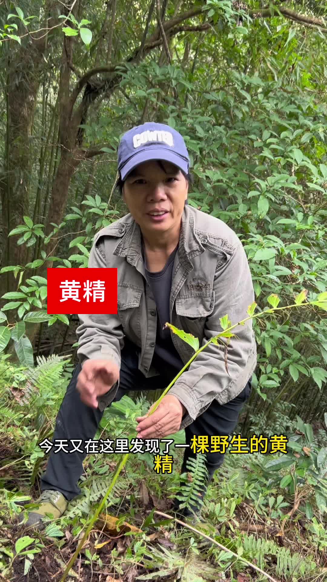 #野生黄精,#九蒸九晒,叶茎够大,说明它有些年份了#贺州山货#我的农村...