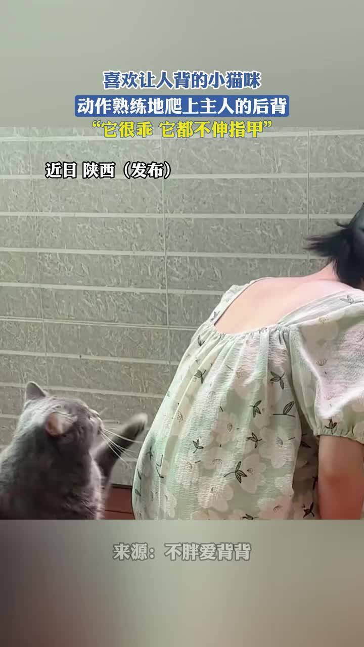 喜欢让人背的小猫咪,动作熟练地爬上主人的后背。