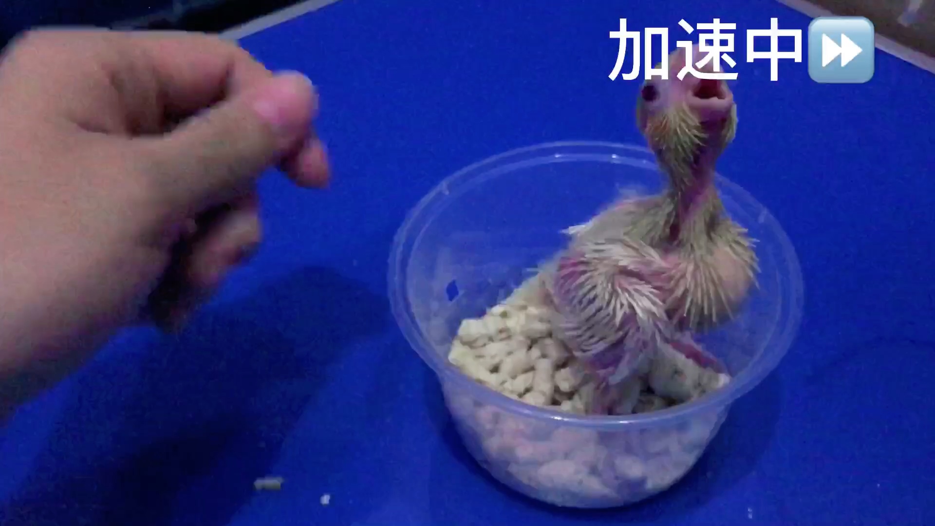 玄凤鹦鹉如何用针管喂奶及注意事项,省时省力第一次用小玄鸡不怎么...