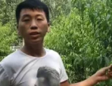 桃树的种植管理技术,听完小编的讲解,让你收获满满