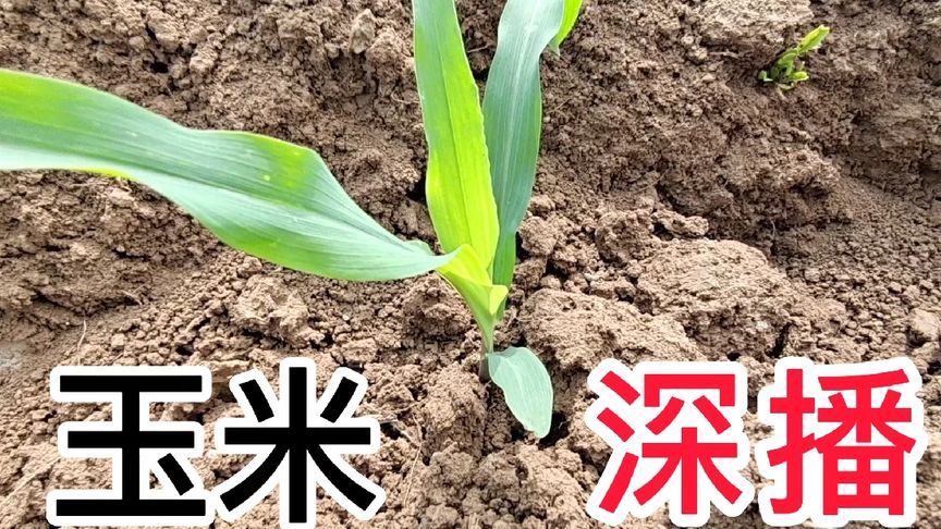 玉米播种过深过浅都不好,这才是玉米播种的正确方式,学学