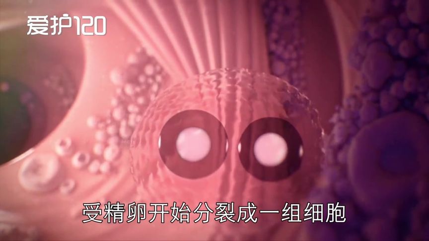 生命形成如此神奇,3D动画真实演示人类受精全过程!