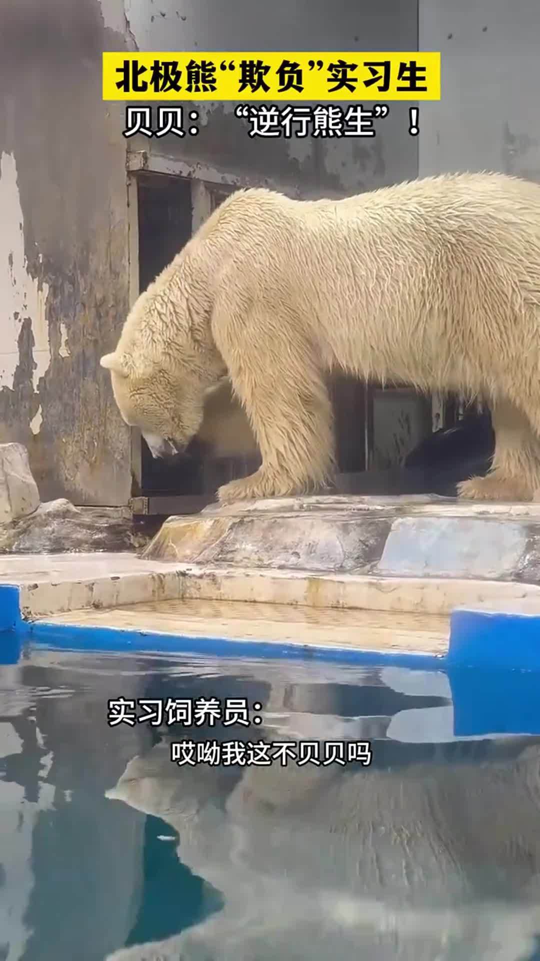 实习生:没想到来第一天就挨"熊"欺负了