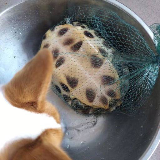 蕉德德 