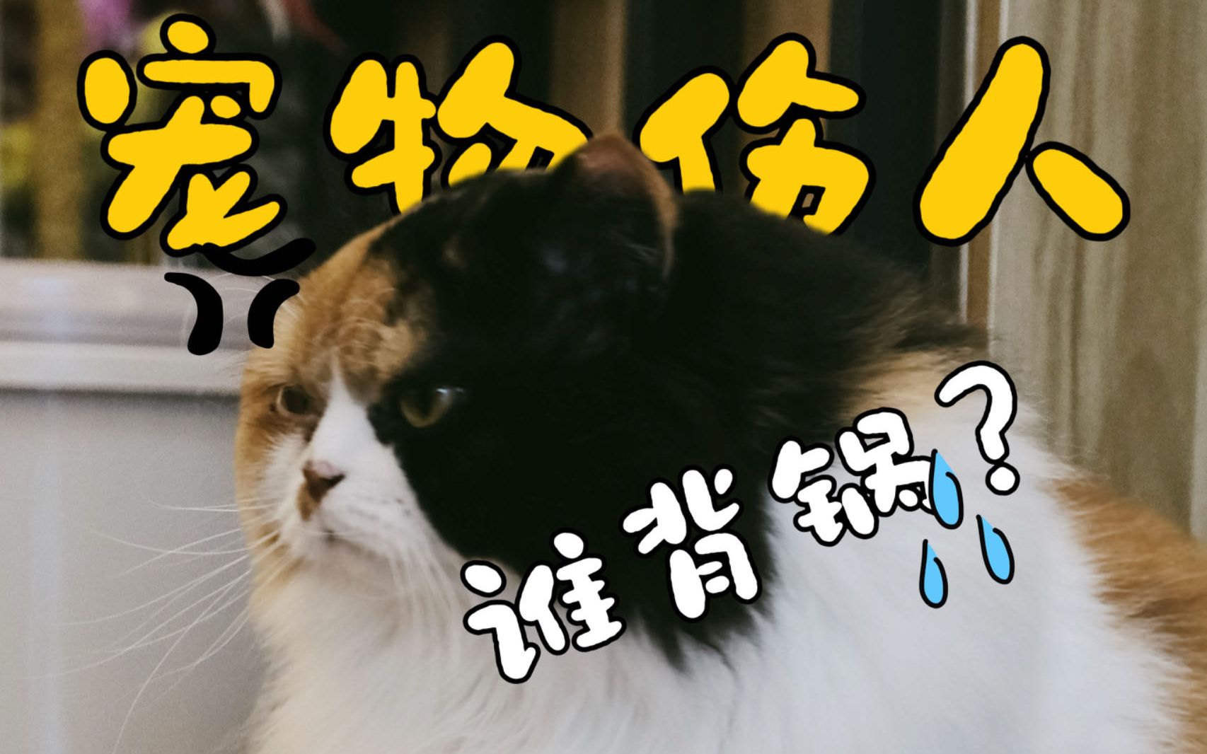 动物伤人事件!|保护动物=保护人?| 养宠最基本是什么?| 【猫之闲聊】...