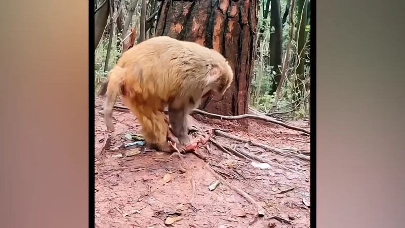 野生动物保护法了解一下