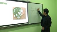 蒲丰投针实验之二