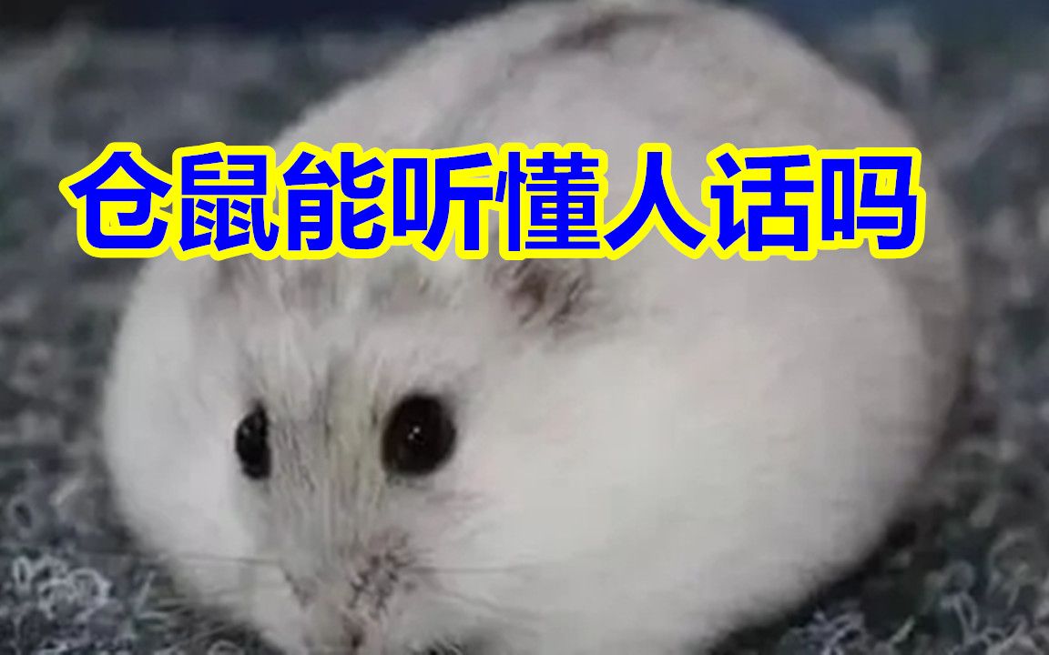 仓鼠会听懂人话吗?怎么和小仓鼠沟通?