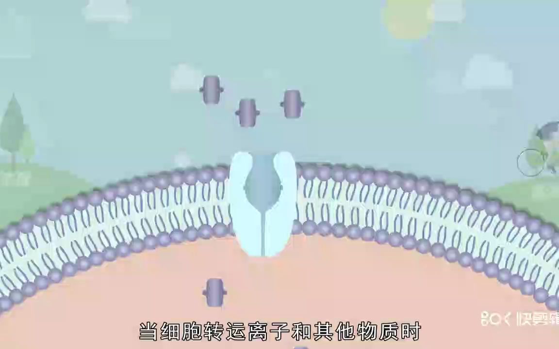 ...版(2019)生物必修一5.2细胞的能量通货——ATP(主动运输与ATP)剪辑