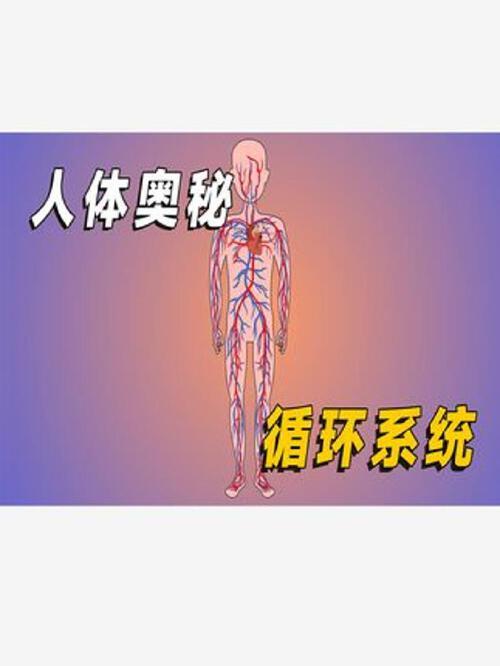 为什么血管看起来是蓝色的?动画解读人体血液循环系统的奥秘