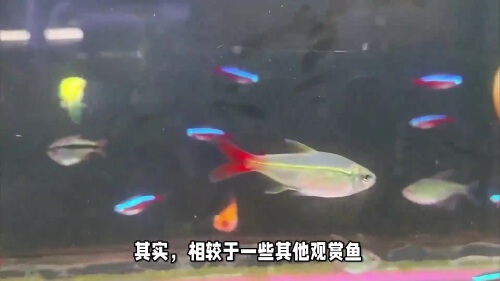 一眉道人鱼,小白也能hold住?