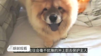 全球最听话的狗,中国的土狗排前三,你家有一只吗?