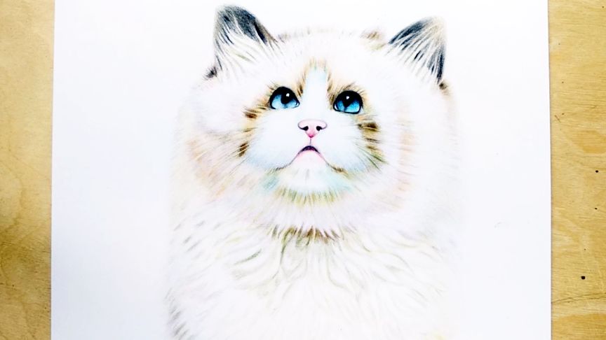 彩铅画：原来白色猫咪毛茸茸的感觉是这样画出来的，太可爱了！
