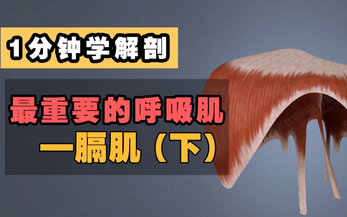 【1分钟学解剖】运动系统 膈肌(下)人体最重要的呼吸肌来了,一分钟带...