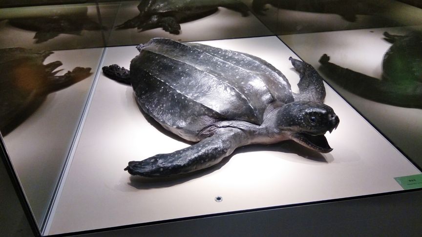 中国两栖爬行动物专题展开幕了,乌龟毒蛇蜥蜴鳄鱼标本齐全开眼了