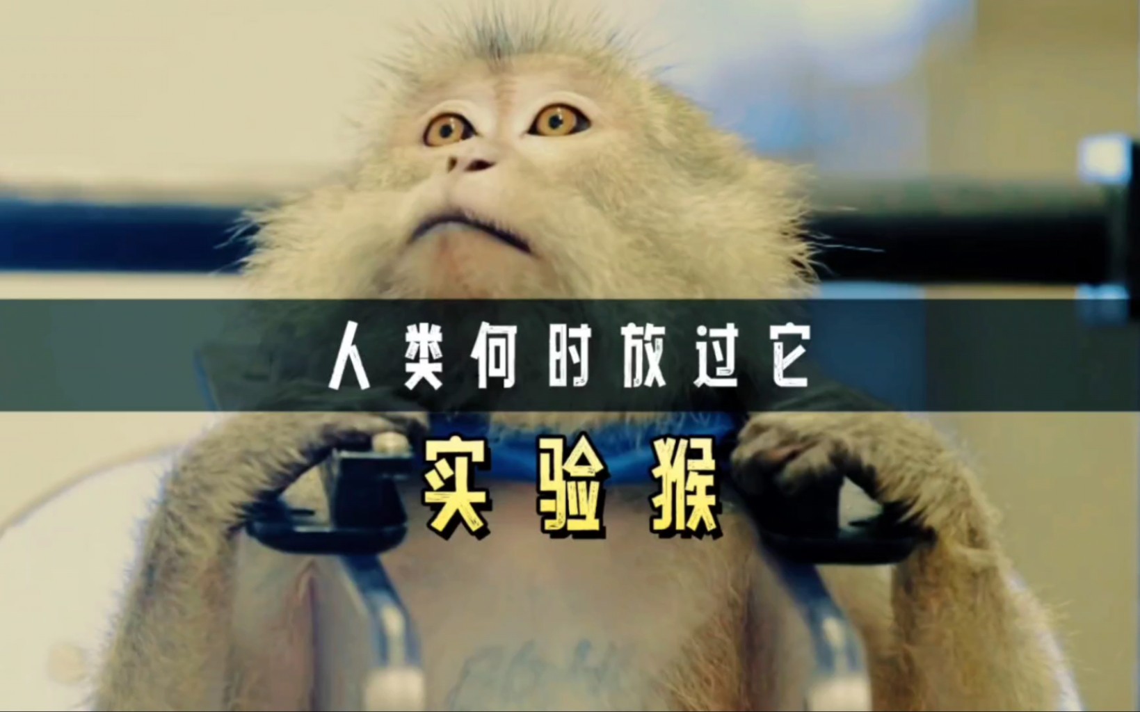 人类最对不起的动物-实验猴,看完你会感到愧疚吗?