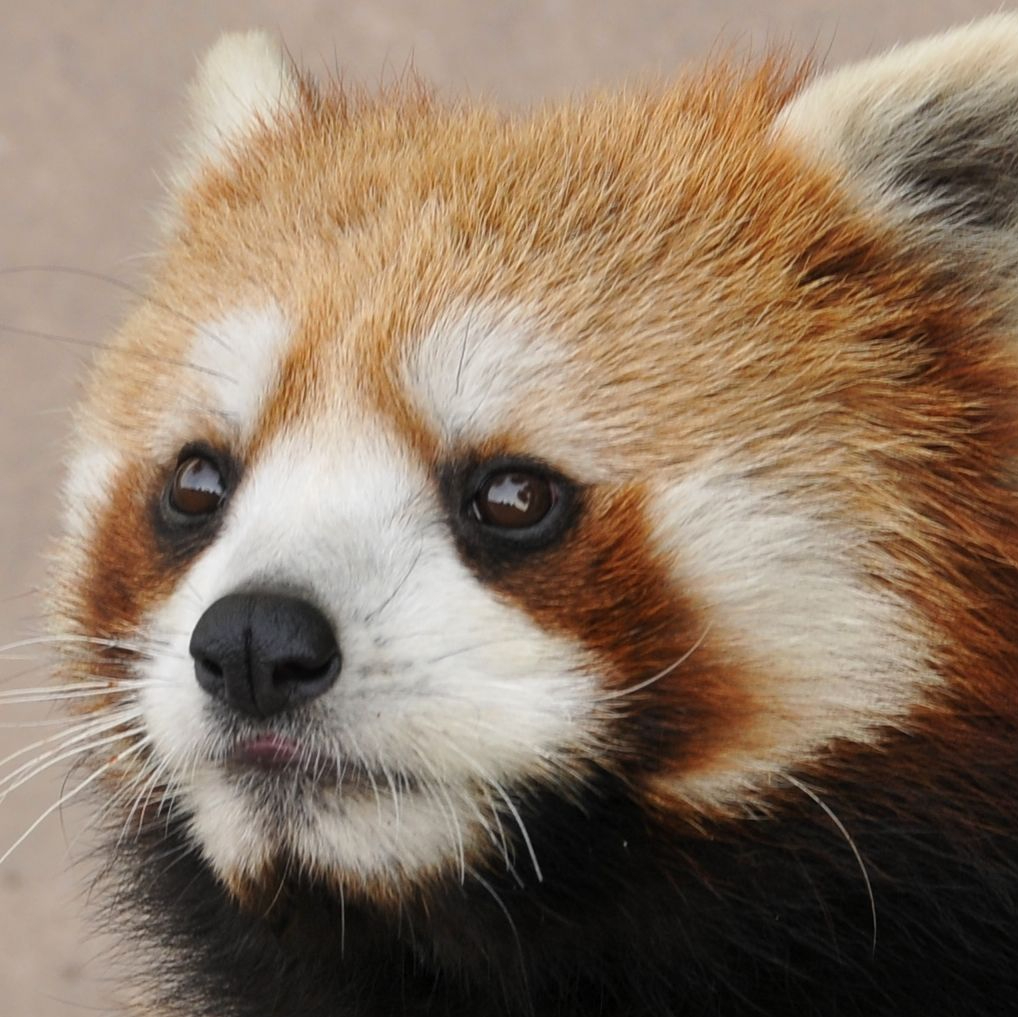 王牌小熊猫飞行员 