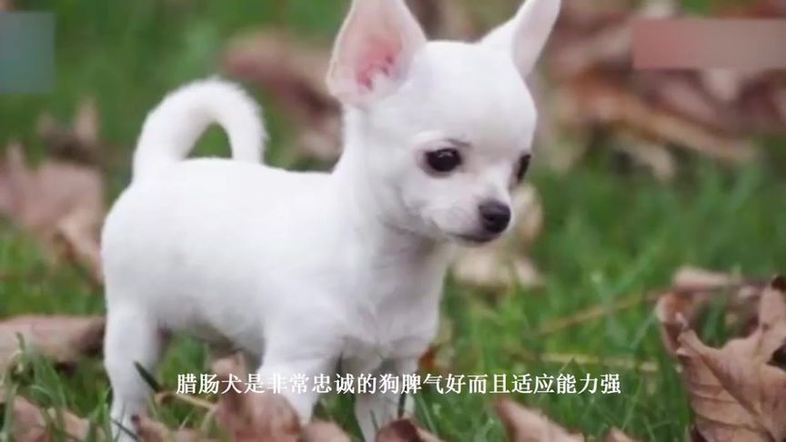 盘点世界上体型最小的狗狗,好可爱