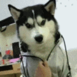 东竹茶 