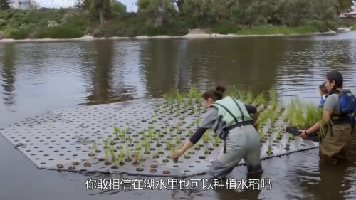 漂浮农场是什么?将水稻养在湖水上,生长过程无需土壤