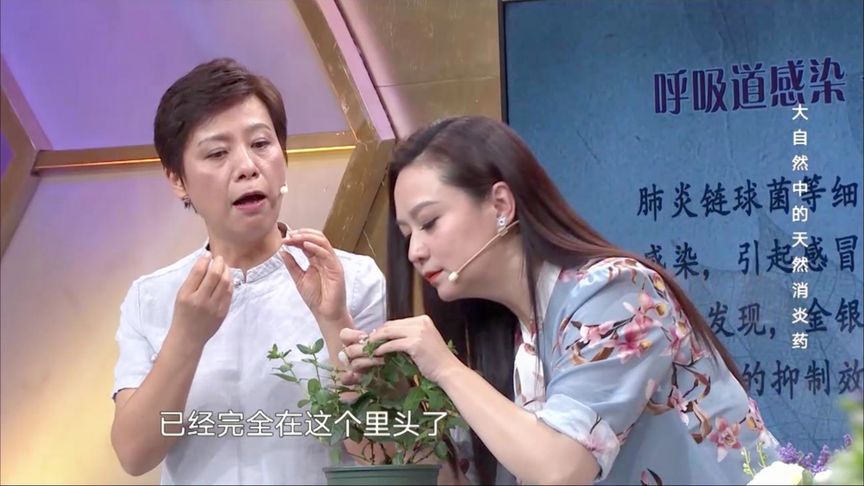 呼吸道感染引起的感冒肺炎,消炎首选金银花,有啥功效呢?|X诊所