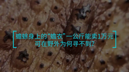 蟾蜍身上的"蟾衣",一公斤能卖1万元!为什么在野外找不到?
