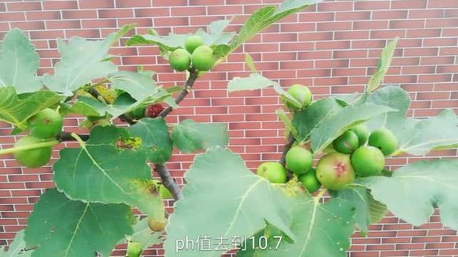 盆栽自制营养土!生石灰可改善土壤杀菌!但新手最好少用?为什么