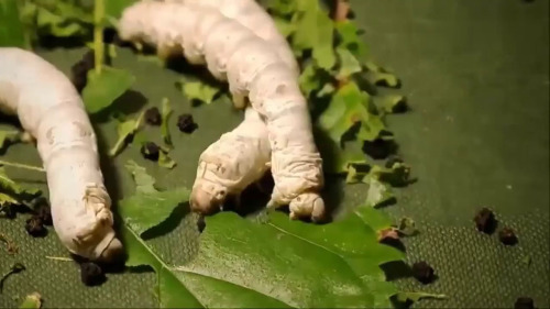 蚕丝是如何制作的，实拍蚕宝宝从吐丝结茧，再到人工抽丝全过程