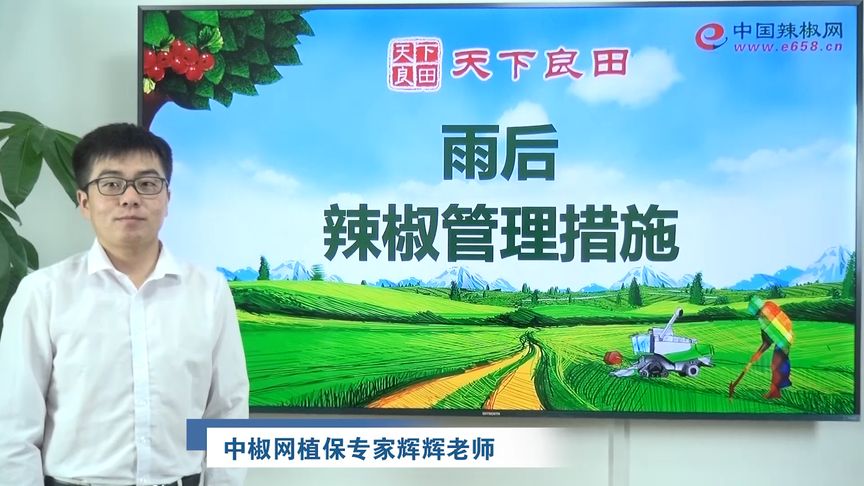 雨后辣椒田间科学管理方法!#辣椒种植技术 #辣椒雨后及时排水