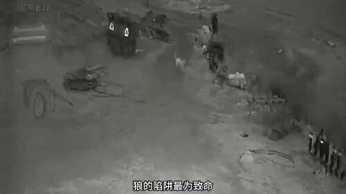 狼的陷阱,有狼不断上前骚扰狗,给其他狼猎杀狗同伴的机会