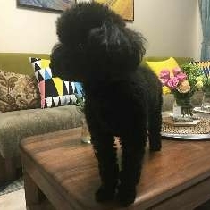 小阿亚图拉 