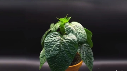 灯笼椒从种子成长到结果全过程,阳台种植,种植 花卉绿植