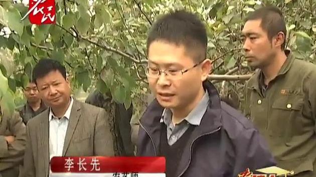 梨树施肥方法:地面洒水和开沟式,哪个更有利于果树生长?
