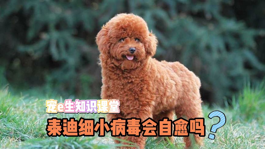 宠物知识科普!泰迪得了细小病毒,会自愈吗?