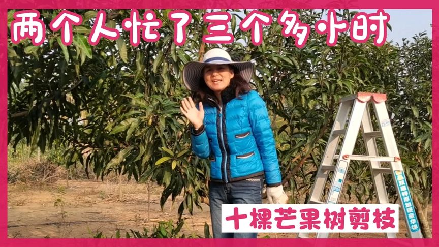 2个退休不懂种植的人,忙了3个多小时修剪10棵芒果树