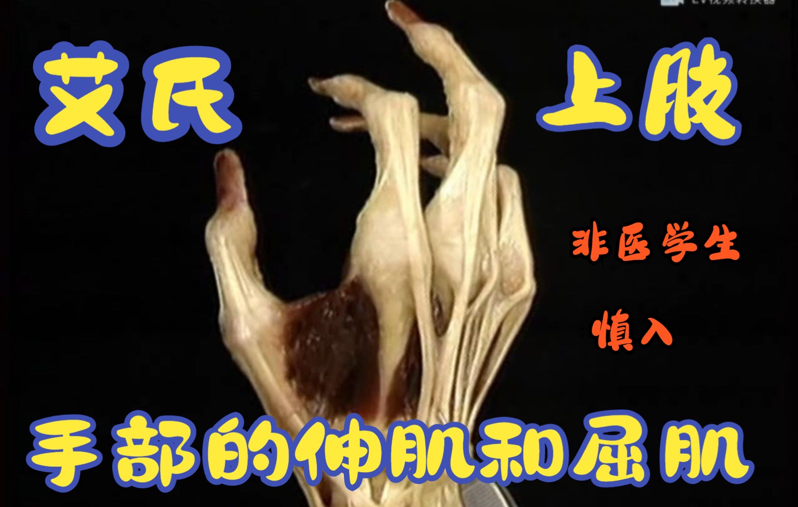 艾氏解剖学上肢-14(前臂的伸肌和屈肌)